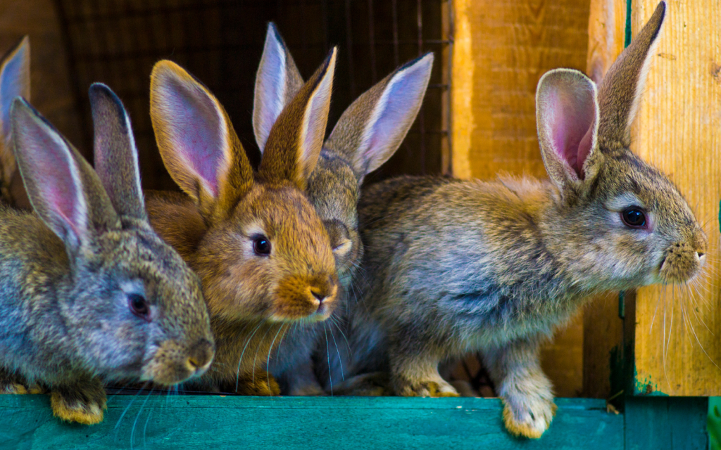 Konijnen zijn groepsdieren ~ Uw Dierenarts